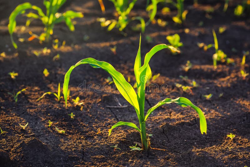 Weed control in corn crops stock image. Image of rows - 72233747