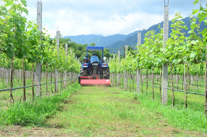 Weed Control Machine in a Vineyard between the Field. Stock Photo ...