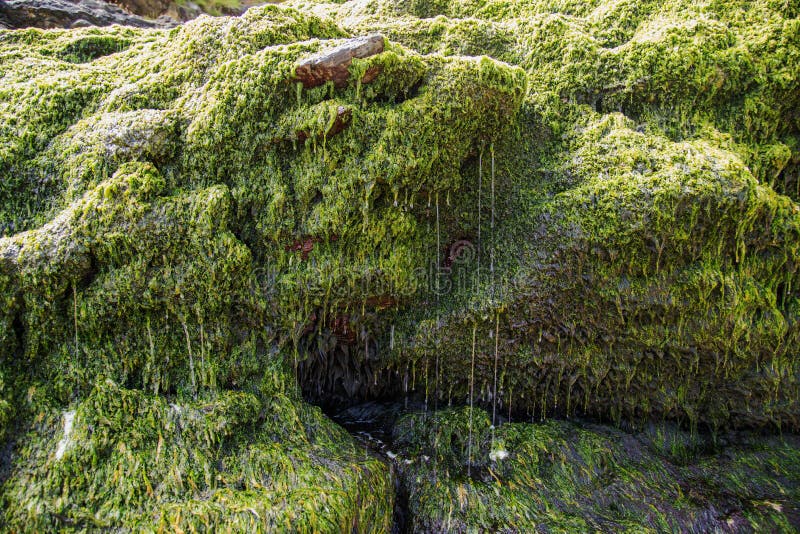 Weed Covered Rocks on a Beach Stock Image - Image of weed, cascading ...