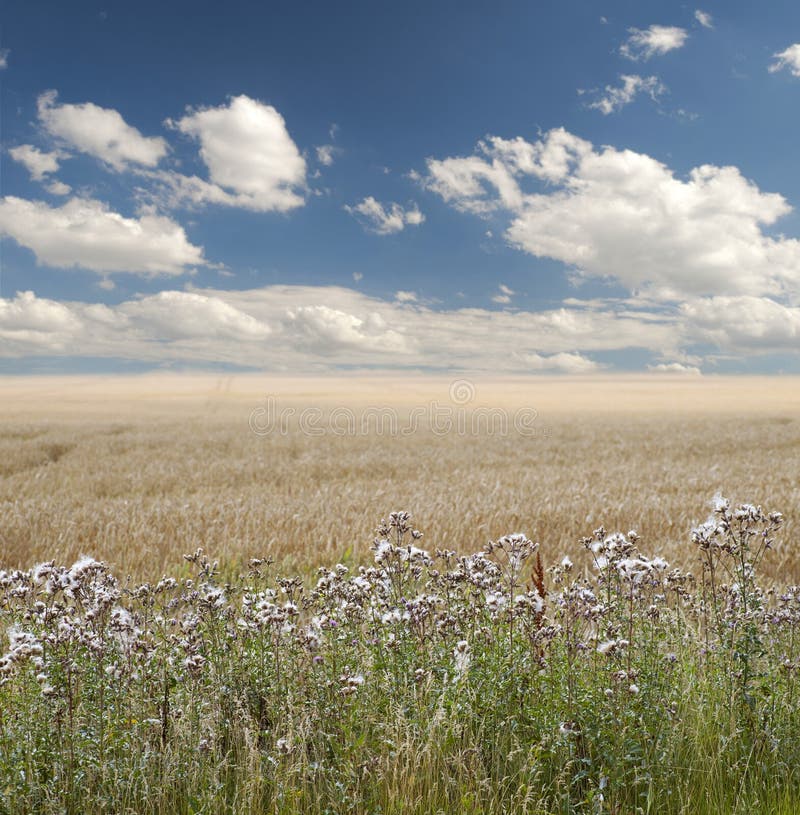 Weed by the field stock image. Image of closeup, background - 26758429