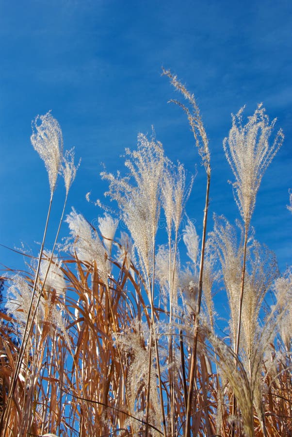 Weed Field stock photo. Image of autumn, field, green - 3809426