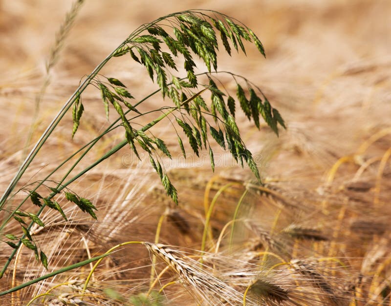 Weed in field of rye stock photo. Image of nature, growth - 33277806