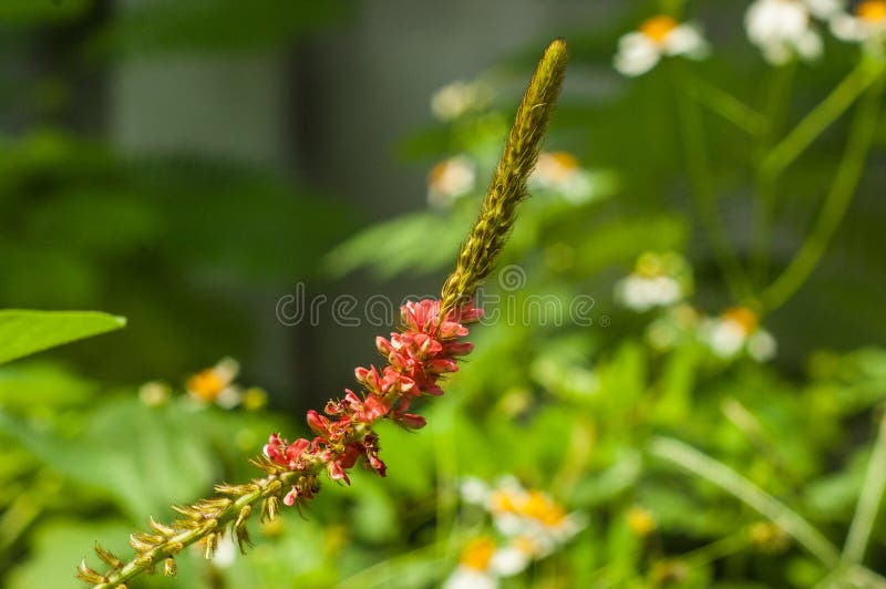Weed flora stock photo. Image of close, wallpaper, tree - 61591132