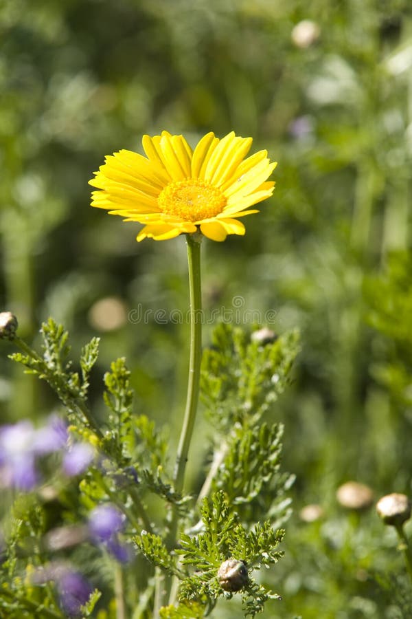 Weed Flower stock photo. Image of plants, weeds, weed - 4903372