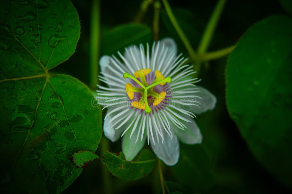 The Weed Flower is a Creeper that Grows Along the Path Stock Photo ...