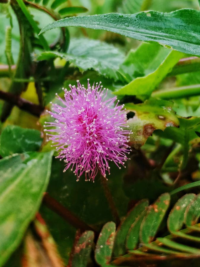 Weed Flower with Leaves Background Stock Image - Image of green, fluffy ...