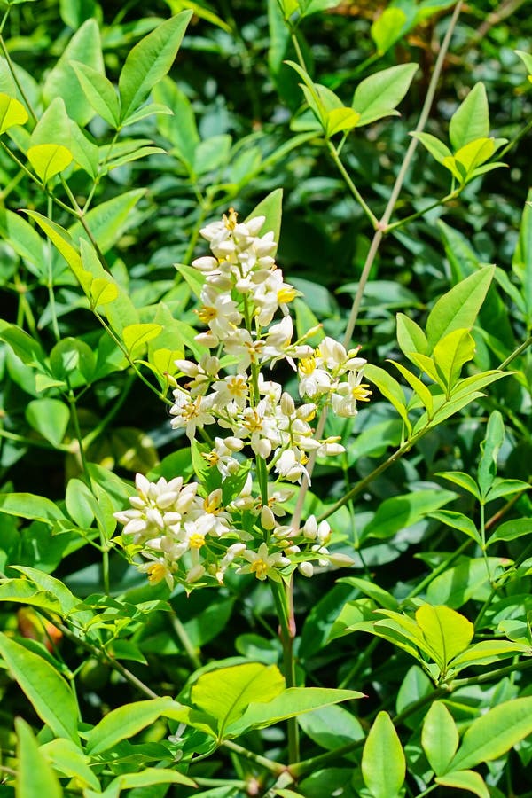 Weed flower stock photo. Image of leaf, habit, flower - 53393696