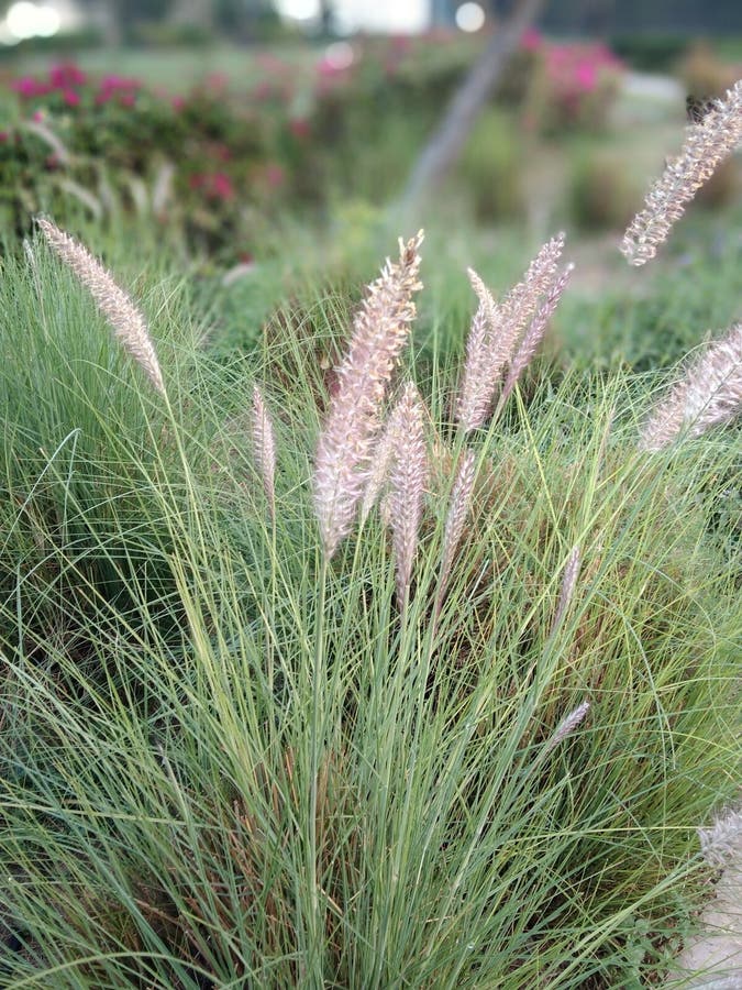 Weed Flowers in the Backyard Stock Photo - Image of lawn, grassland ...