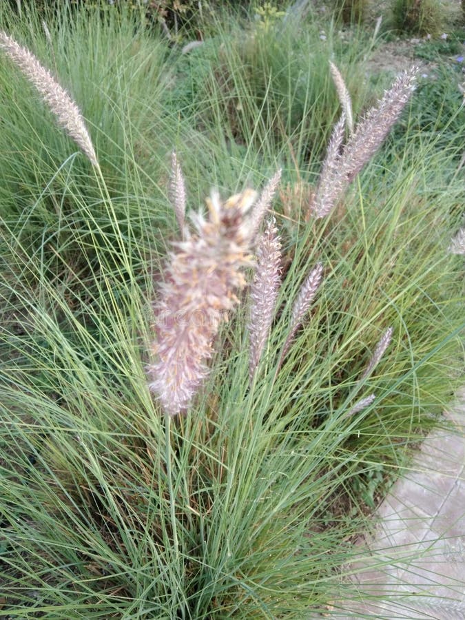 Weed Flowers in the Backyard Stock Photo - Image of thorns, crop: 276969198