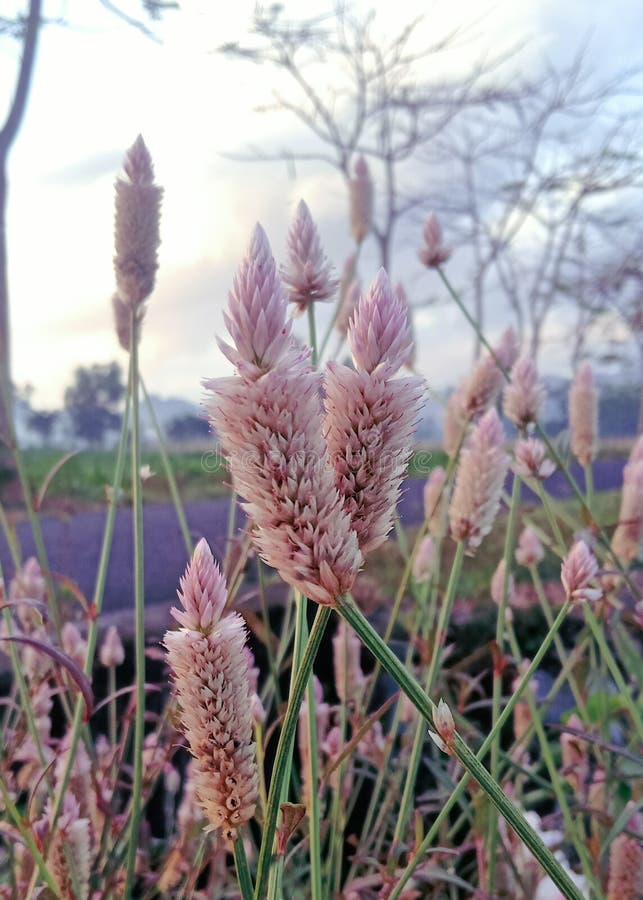 The Weed Flowers in the Evening Stock Photo - Image of flower, beauty ...