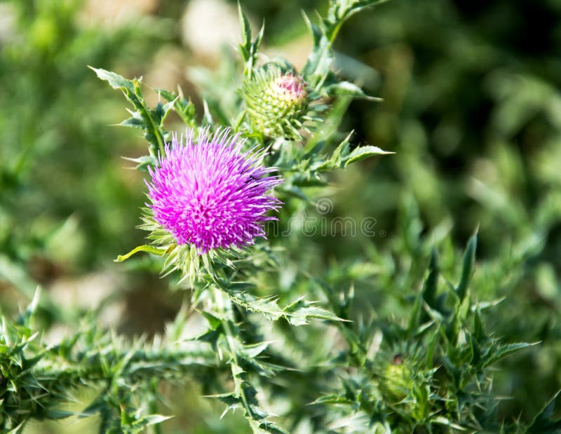 Weed Fluffy Bright Pink Thorn with Sharp Needles Stock Photo - Image of ...