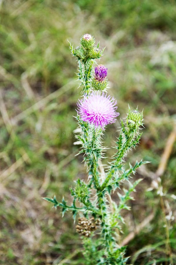 Weed Fluffy Bright Pink Thorn with Sharp Needles Stock Photo - Image of ...