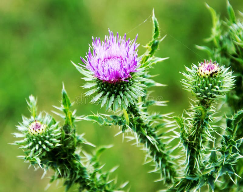 Weed Fluffy Bright Pink Thorn with Sharp Needles Stock Photo - Image of ...
