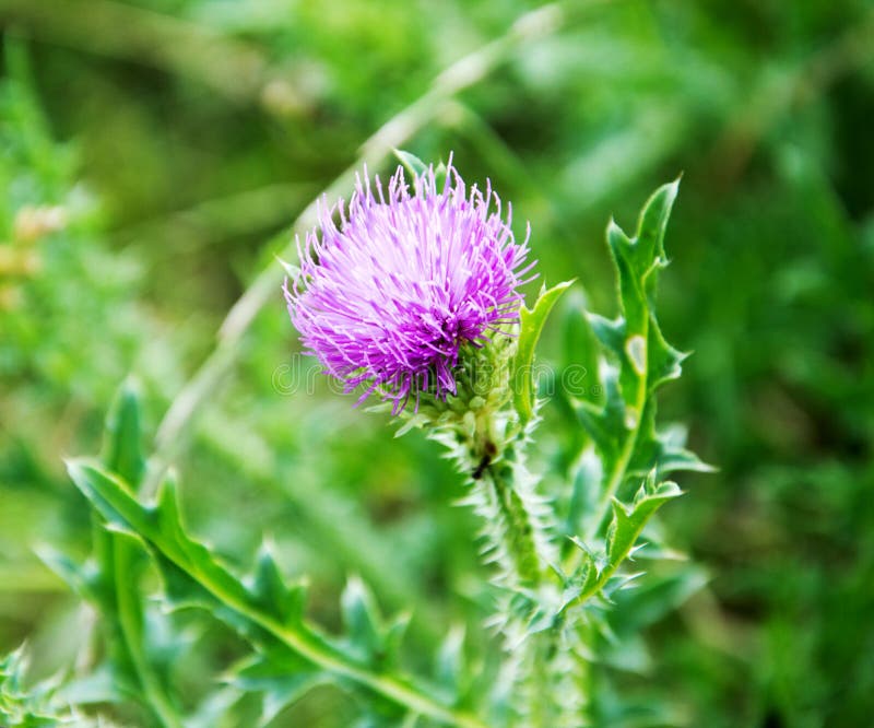 Weed Fluffy Bright Pink Thorn with Sharp Needles Stock Photo - Image of ...