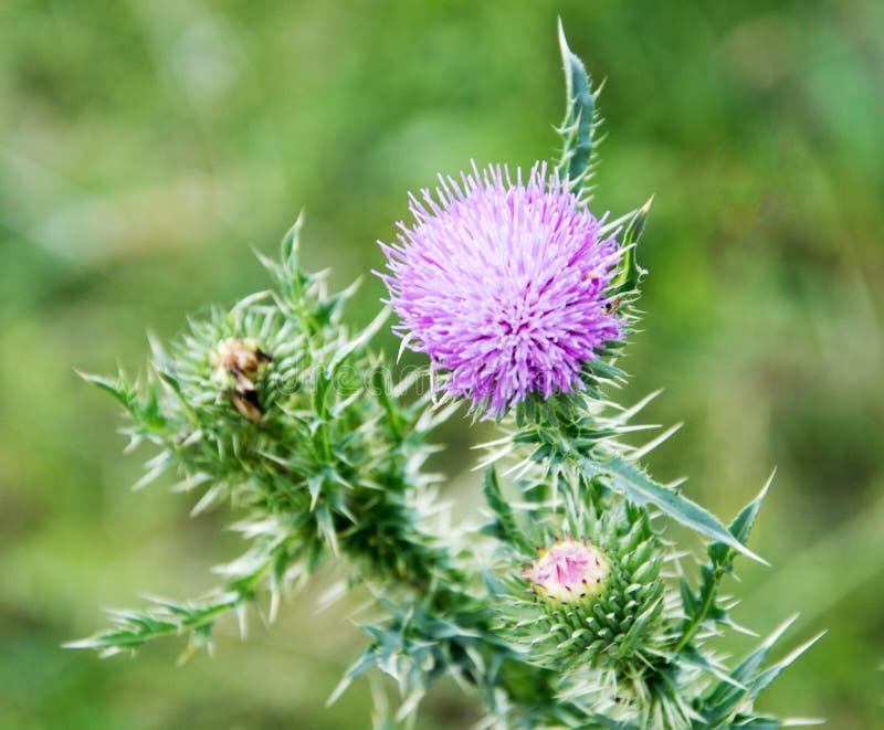 Weed Fluffy Bright Pink Thorn with Sharp Needles Stock Photo - Image of ...