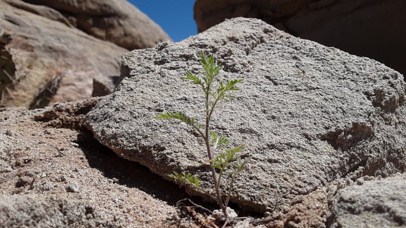 Weed in front of rock stock image. Image of branch, plant - 231235707