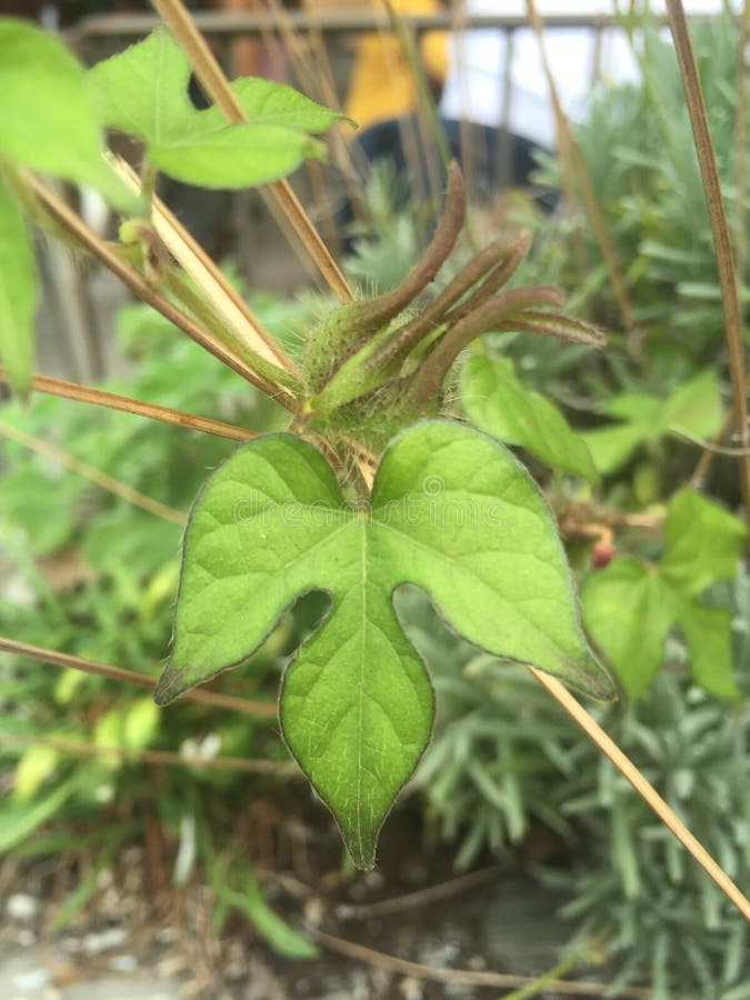 Weed in the garden stock image. Image of drop, macro - 107555115