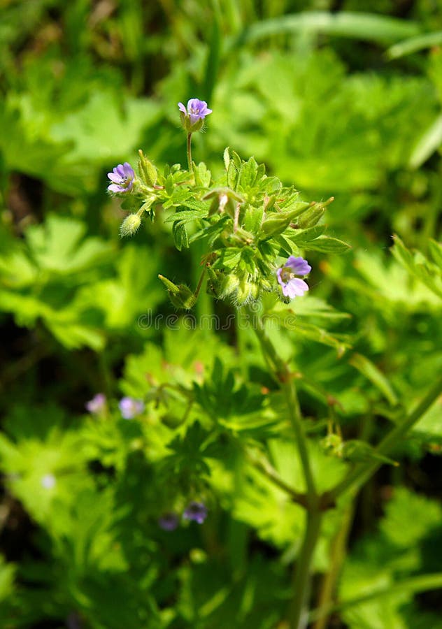 Weed Geranium dissectum stock image. Image of landscape - 221271499