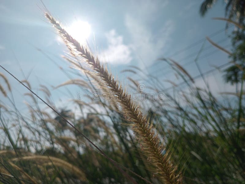 Weed Grass Against a Blue Sky Background Stock Photo - Image of plant ...