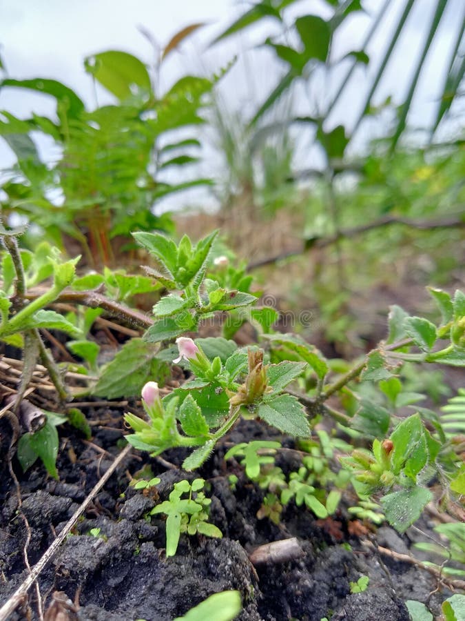 Weed Grass Flower in Palm Oil Plantation Stock Photo - Image of weed ...