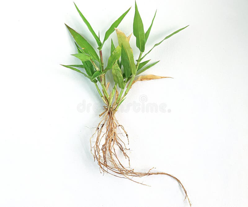 Weed Grass Roots on a White Background Stock Image - Image of leaf ...