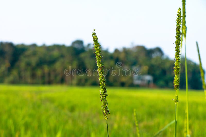 Weed Grass Seeds in the Paddy Field Stock Photo - Image of ghats, grass ...