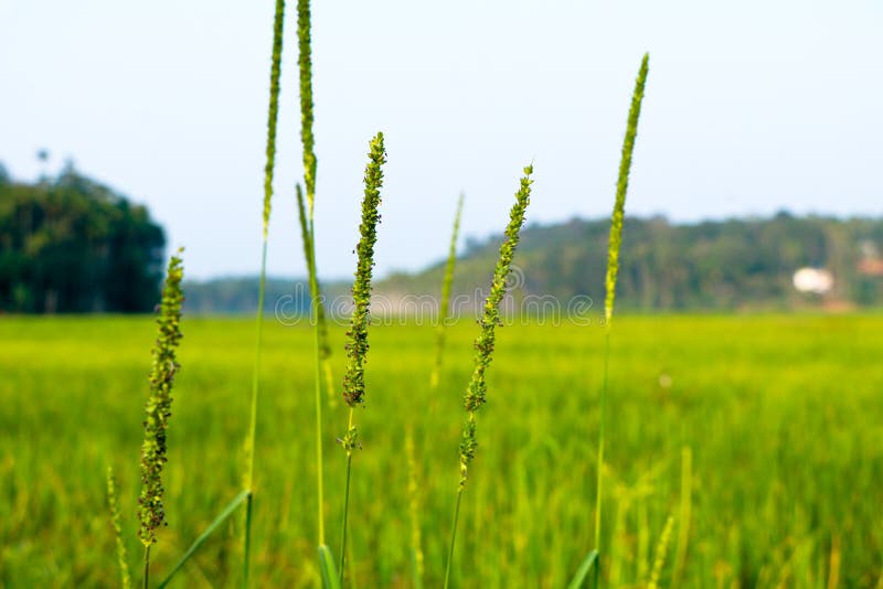 Weed Grass Seeds in the Paddy Field Stock Photo - Image of field ...