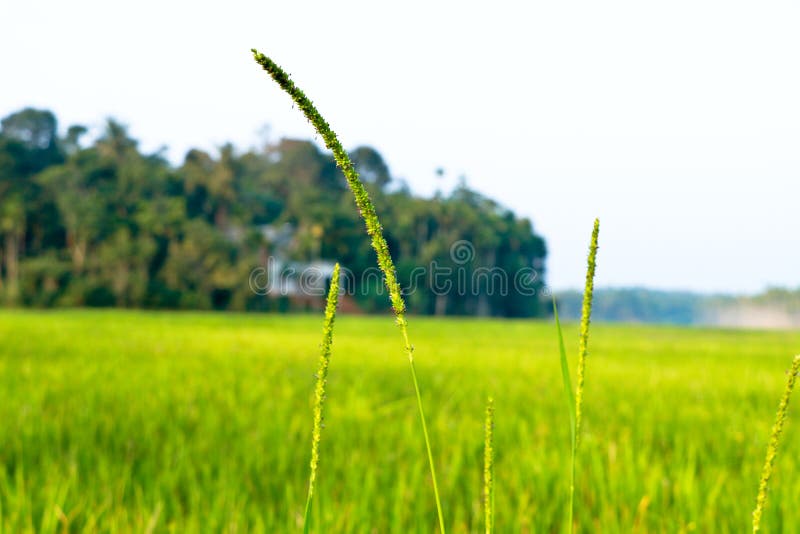 Weed Grass Seeds in the Paddy Field Stock Photo - Image of ghats, bush ...