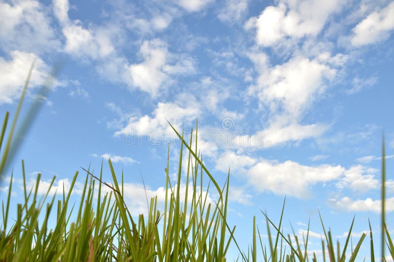 Weed grass stock photo. Image of light, leaves, beauty - 69599938