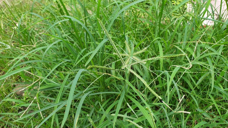 Weed green natural plants stock image. Image of backyard - 210805125