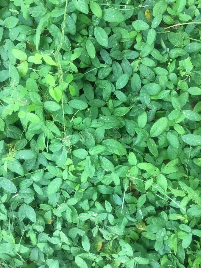 Weed Green Grass Field Background Stock Image - Image of concept, herb ...