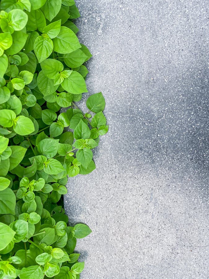 Weed Growing on Concrete Wall Stock Photo - Image of flower, natural ...