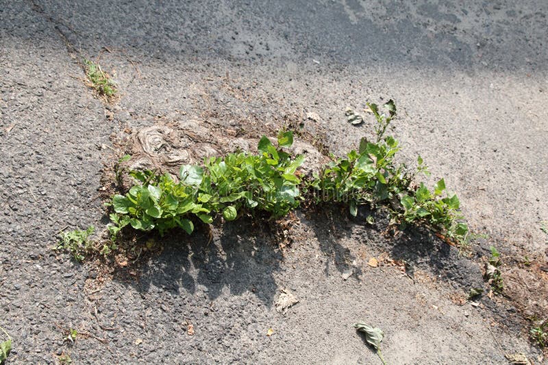 Weed Growing through Crack in Pavement Stock Image - Image of sprout ...