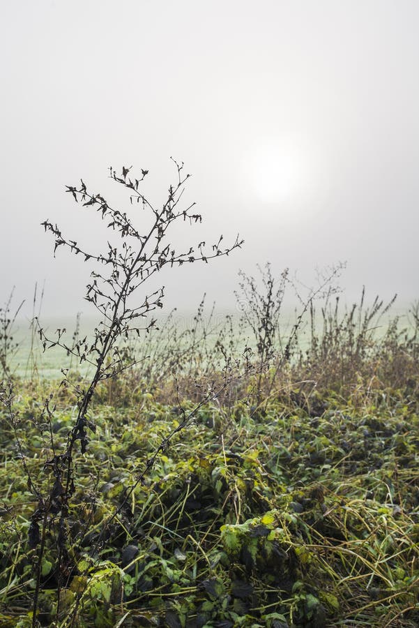 Weed Growing in Field in the Morning with Dew Stock Photo - Image of ...