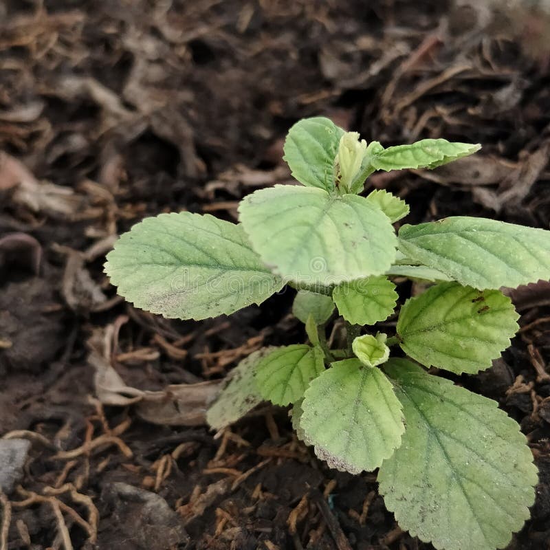 A Weed Growing on a Forest Land Stock Photo - Image of land, organic ...