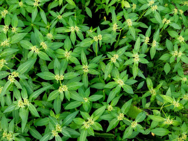 Weed Growing Full Area stock image. Image of color, abstract - 258043121