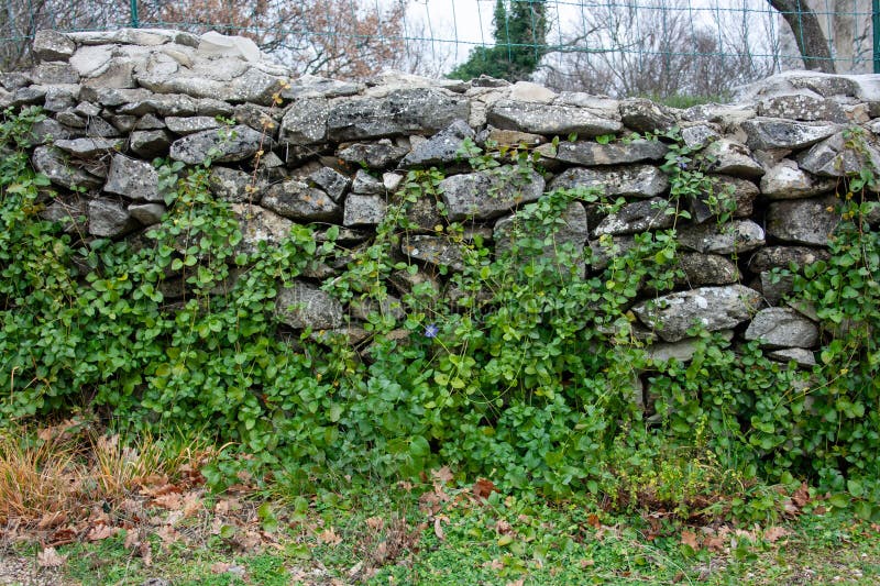 Weed Growing on an Old Wall Stock Photo - Image of yard, grey: 357273026