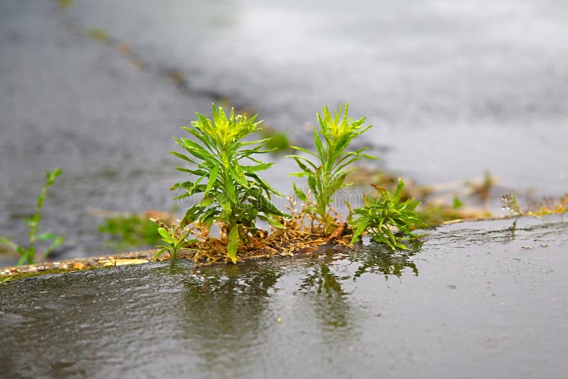 Weed Growing Pavement Cracks Stock Image - Image of raining, condition ...