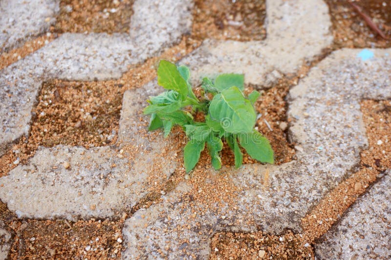 160 Slab Weed Texture Stock Photos - Free & Royalty-Free Stock Photos ...