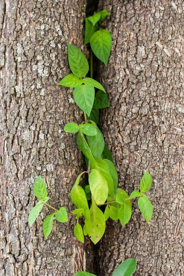 Weed Growing through the Tree Stock Photo - Image of nature, plant ...