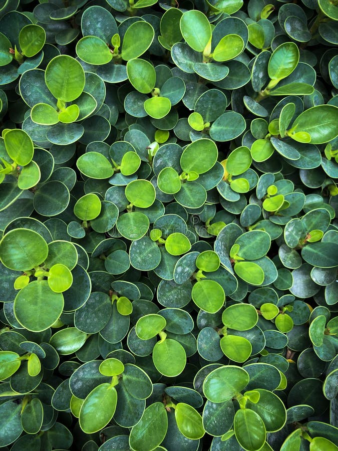 Weed growing up cover stock image. Image of garden, fresh - 138077351