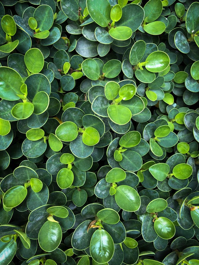 Weed growing up cover stock image. Image of garden, fresh - 138077351