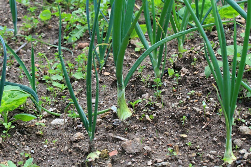 Weed in the organic garden stock photo. Image of weeds - 187393054