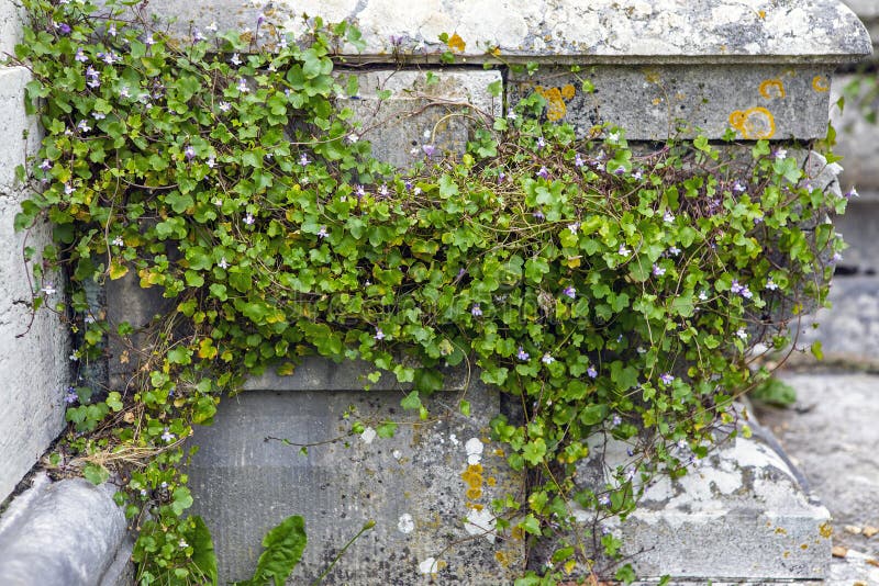 Weed growing stock photo. Image of endurance, ground - 29956382