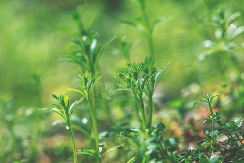 A weed grows in the forest stock photo. Image of ecology - 243690086