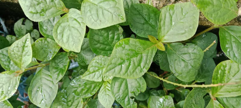 Weed Grows Gutter House Also Beautiful You Look Stock Photos - Free ...