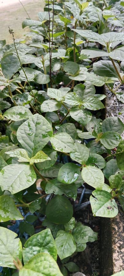 This is a Weed that Grows in the Gutter of the House, it is Also ...