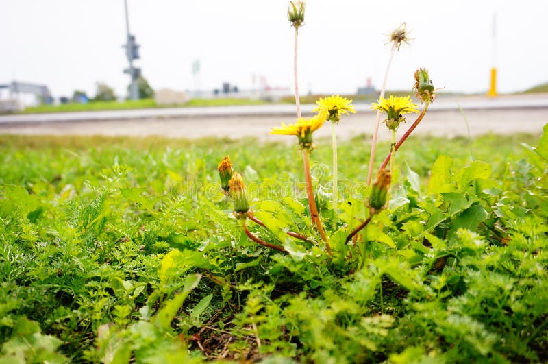 Weed growth stock image. Image of small, stones, street - 44424565
