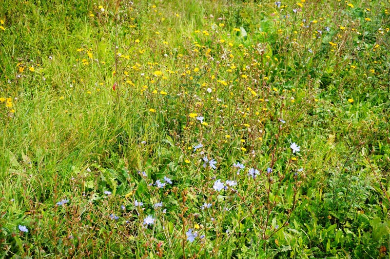 Weed growth stock image. Image of vegetation, prairie - 44460055