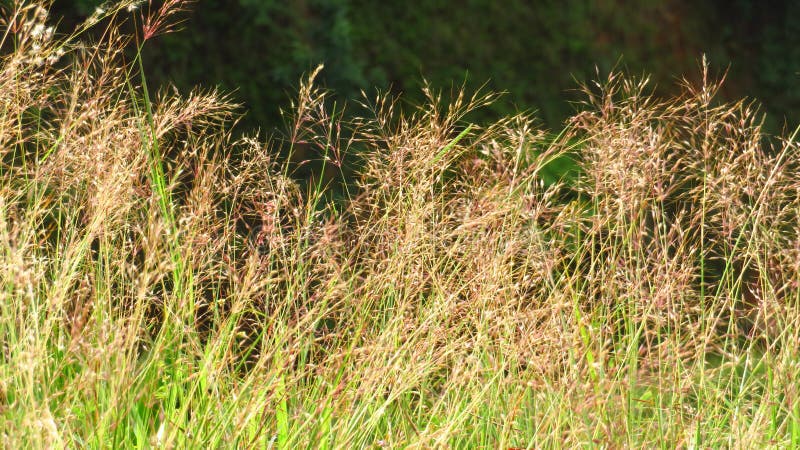 Weed Heads stock photo. Image of stalks, bokeh, yellow - 78792688